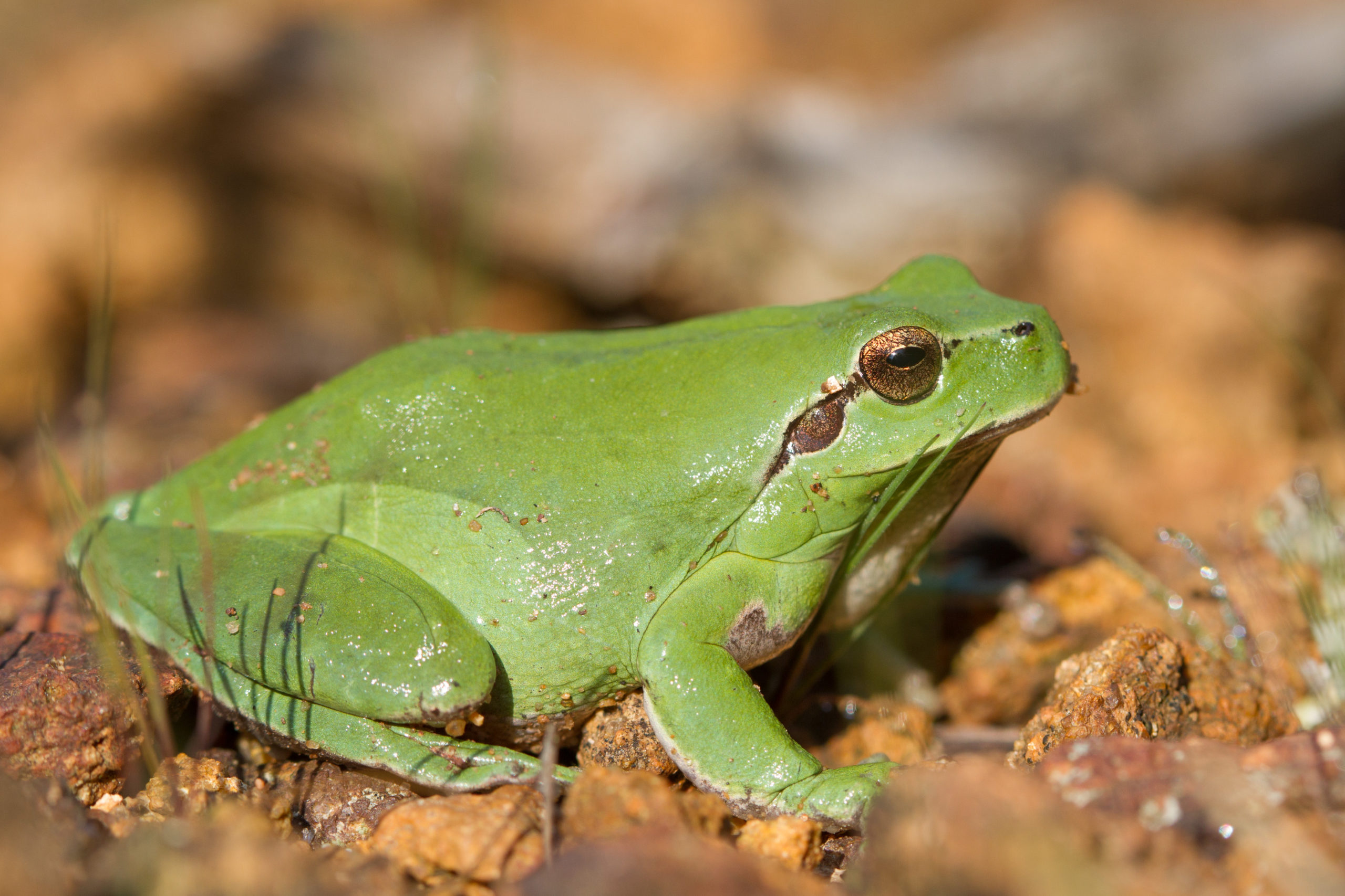 Amphibiens - CEN Paca