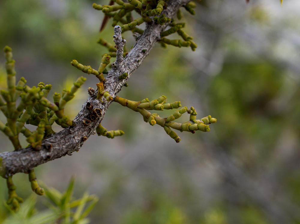 À la découverte du plus petit Gui de France - CEN Paca