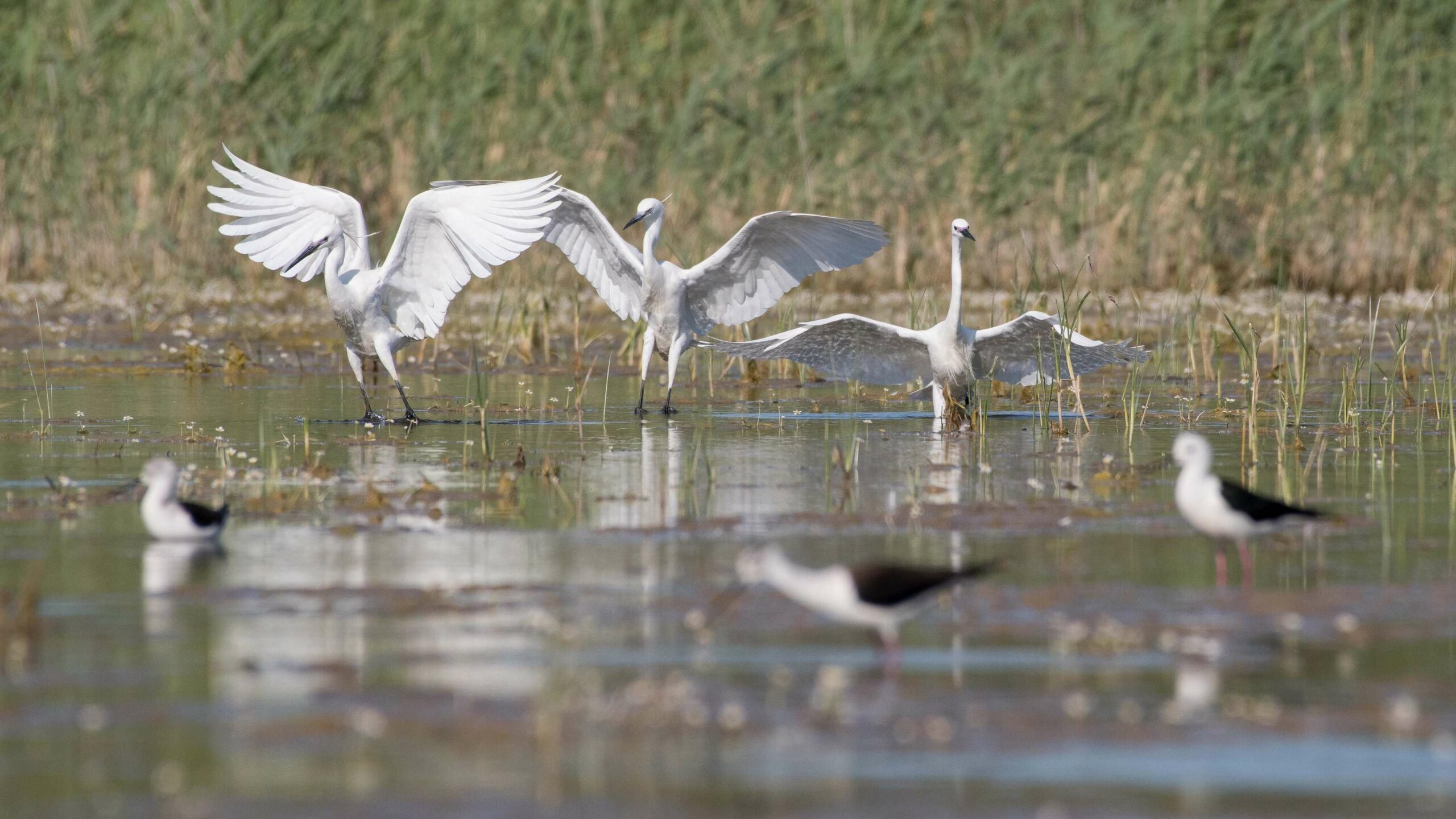 Les oiseaux de la Réserve naturelle régionale du Pourra-Domaine du Ranquet - CEN Paca